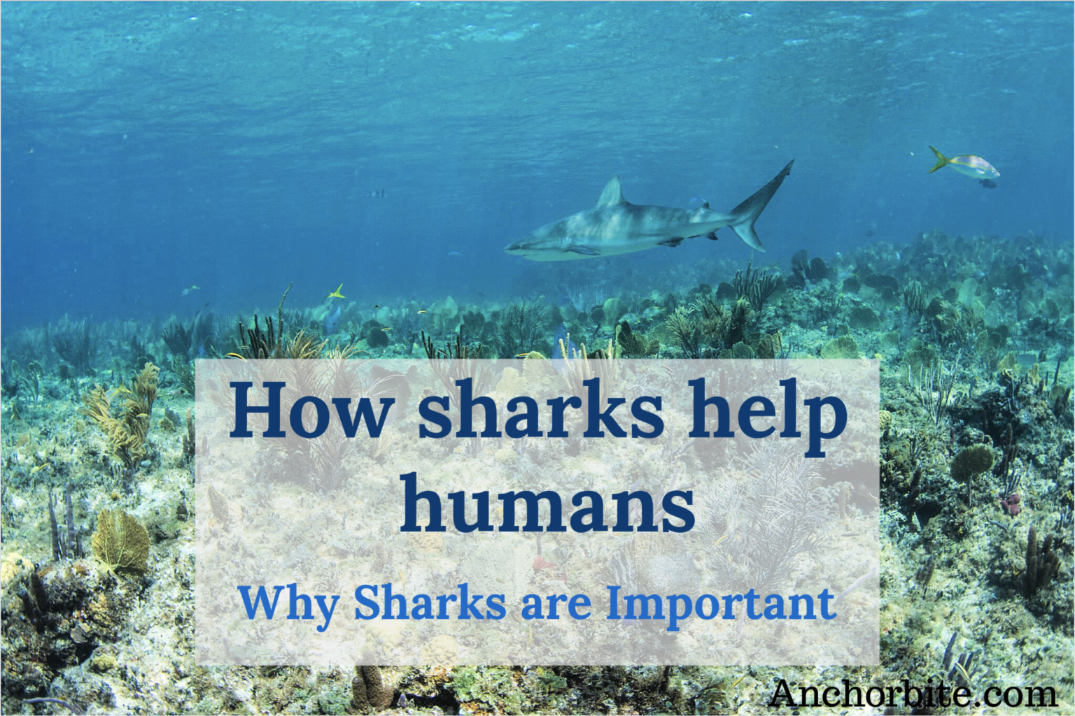 How Sharks Help Humans and why they are Important – A n c h o r b i t e