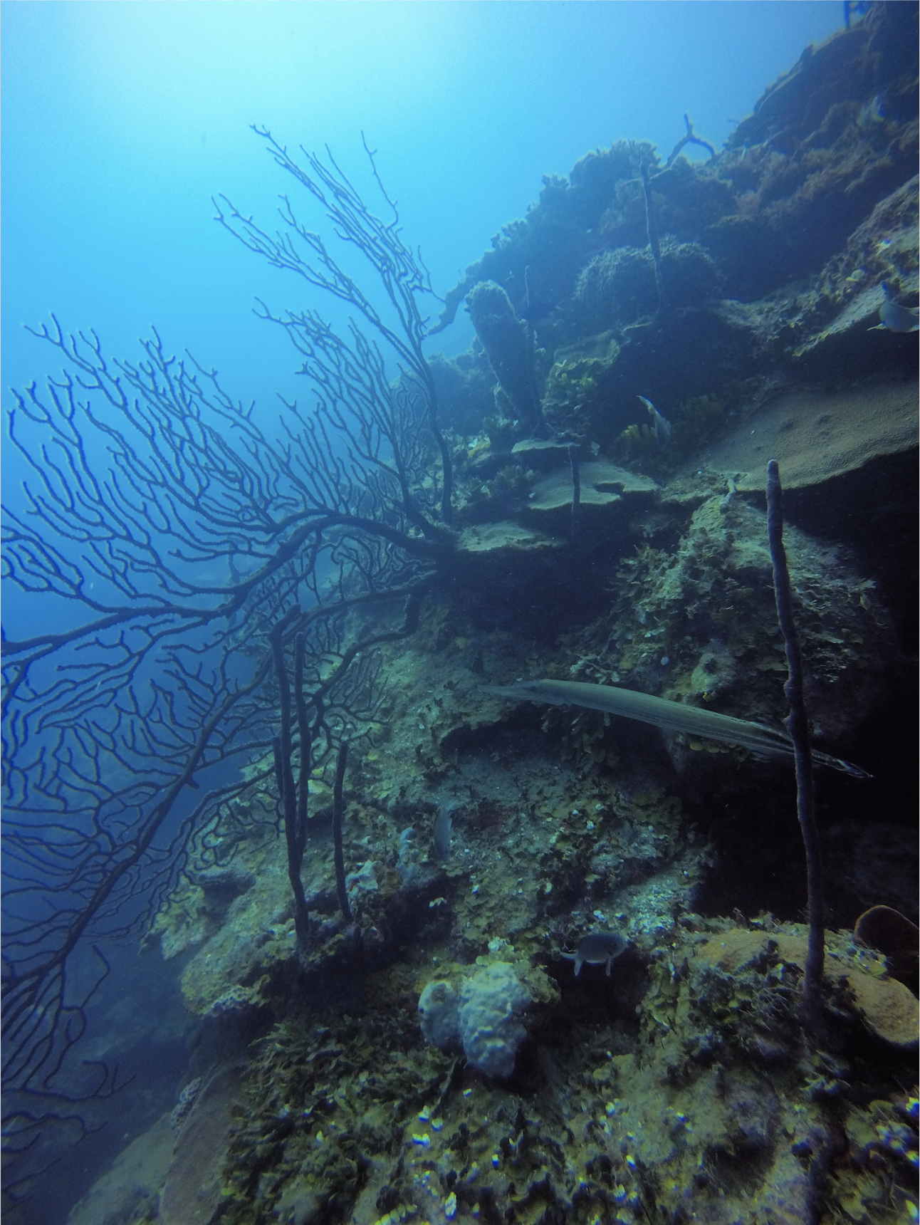 Scuba Diving in Punta Cana Dominican Republic – A n c h o r b i t e