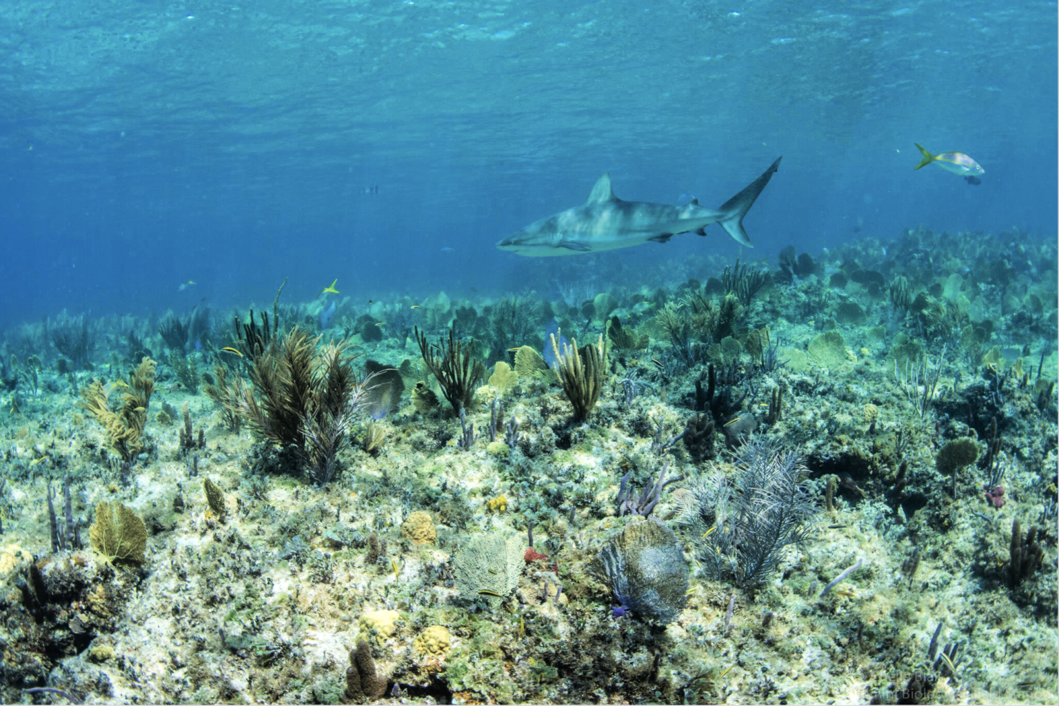 How Sharks Help Humans and why they are Important – A n c h o r b i t e